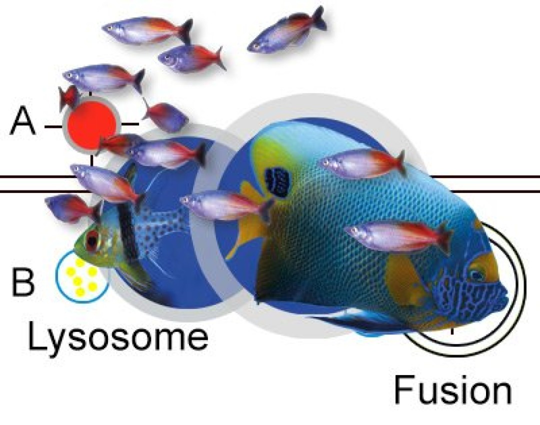 Easy-Life Voogle - Easy-Life